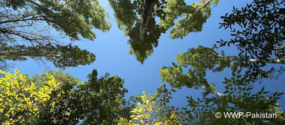 WWF-Pakistan welcomes PM’s commitment to address environmental ...