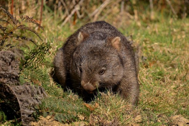 wombat - Biz Today