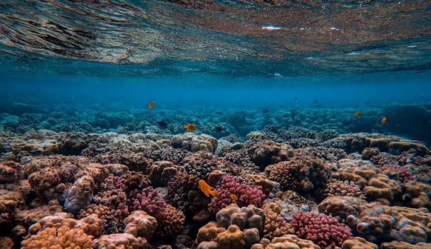 UAE Marine Conservation Organization, Azraq, unveils campaign to ...